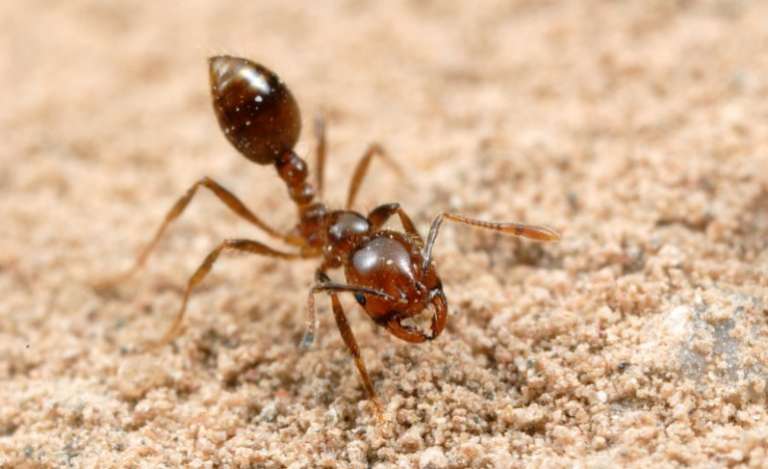 Il più veloce movimento animale è il morso di una formica. | PetNews24