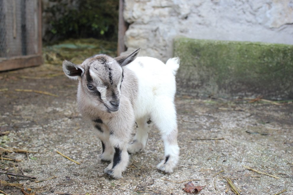Brutta avventura per una capretta: la salvano i vigili del fuoco ...