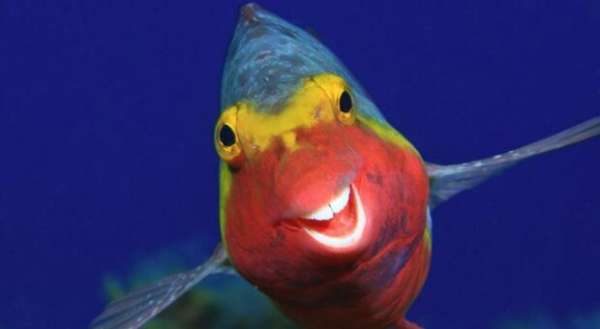 Le foto più buffe in un premio internazionale: dal pesce che ride alla ...