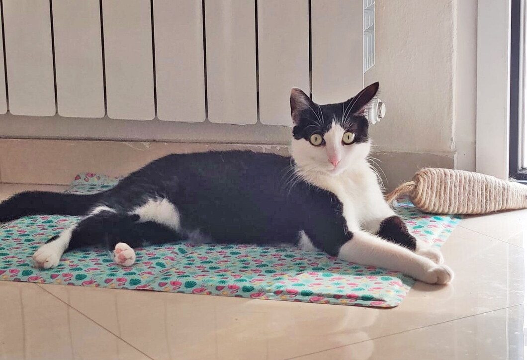 Gli Italiani sono i più “gattari” d’Europa: cresce il numero degli ...